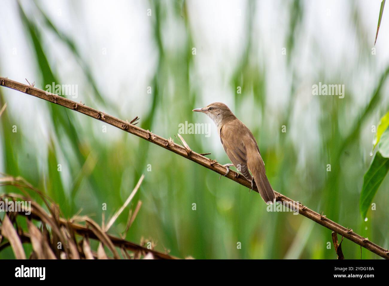 GREATER SWAMP WARBLER - Acrocephalus rufescens in - Kyanja Kampala ...