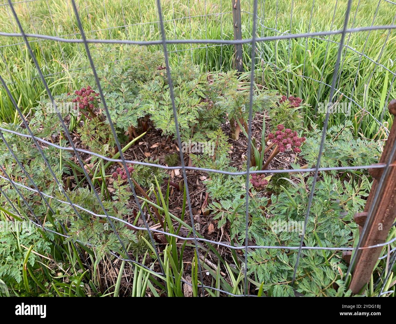 Fernleaf biscuitroot hi-res stock photography and images - Alamy