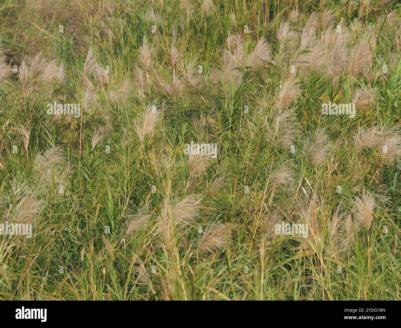 Tall Reed (Phragmites karka Stock Photo - Alamy