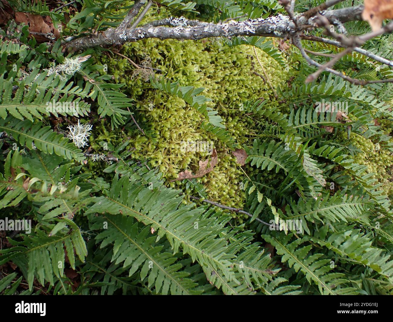 rough goose neck moss (Hylocomiadelphus triquetrus Stock Photo - Alamy