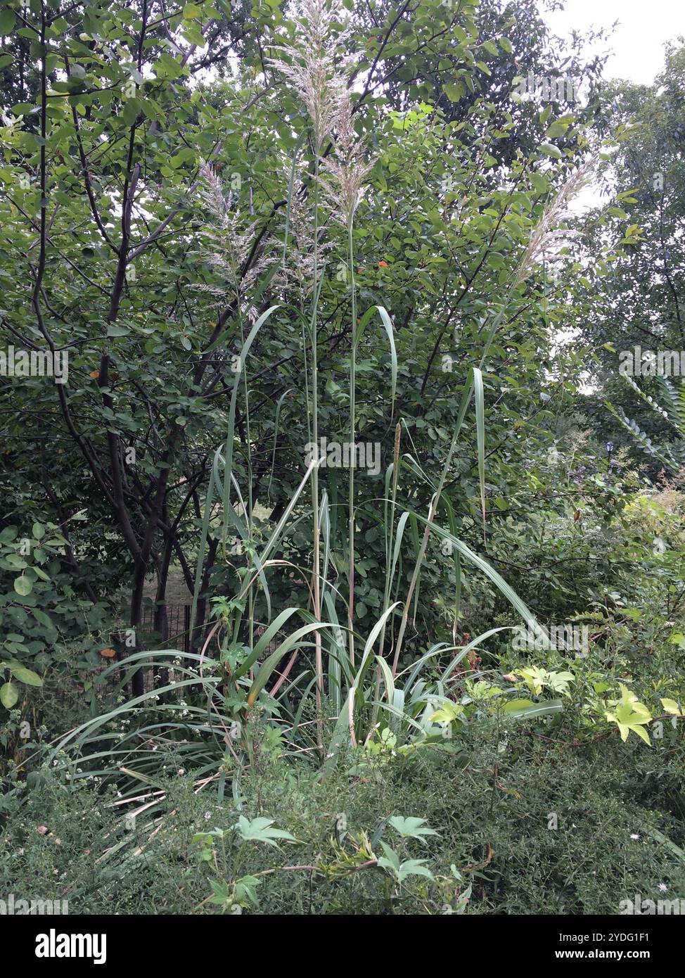 Tripidium hi-res stock photography and images - Alamy