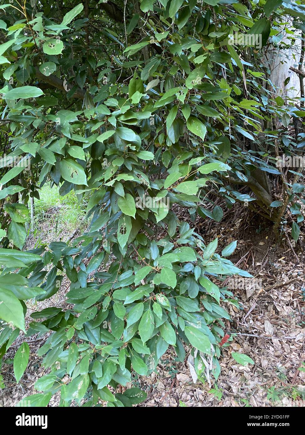 Kamala (Mallotus philippensis Stock Photo - Alamy