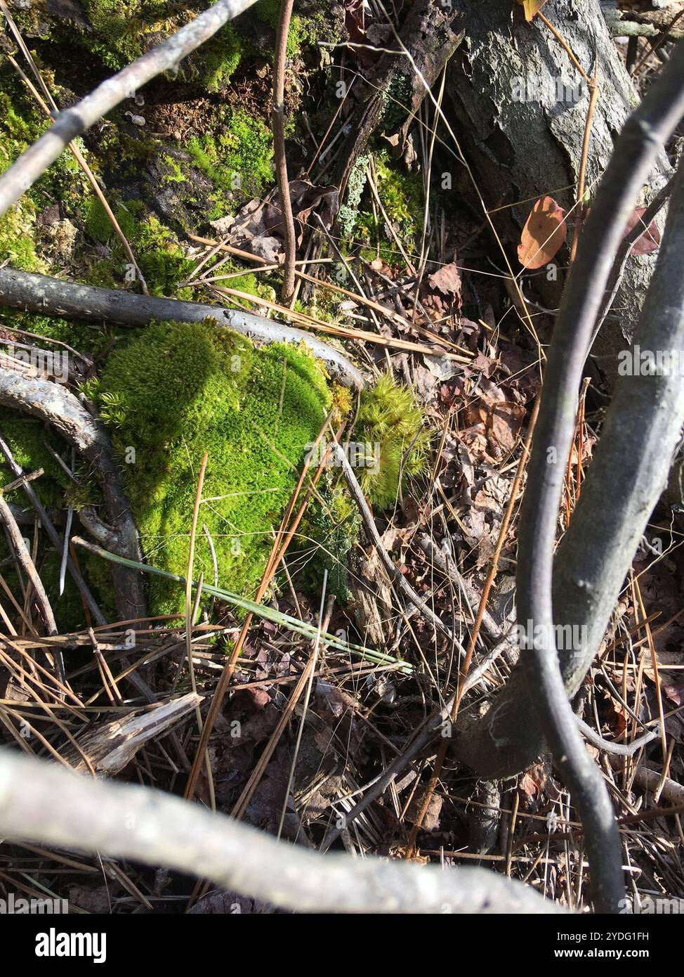 Waxyleaf Moss (Dicranum polysetum Stock Photo - Alamy