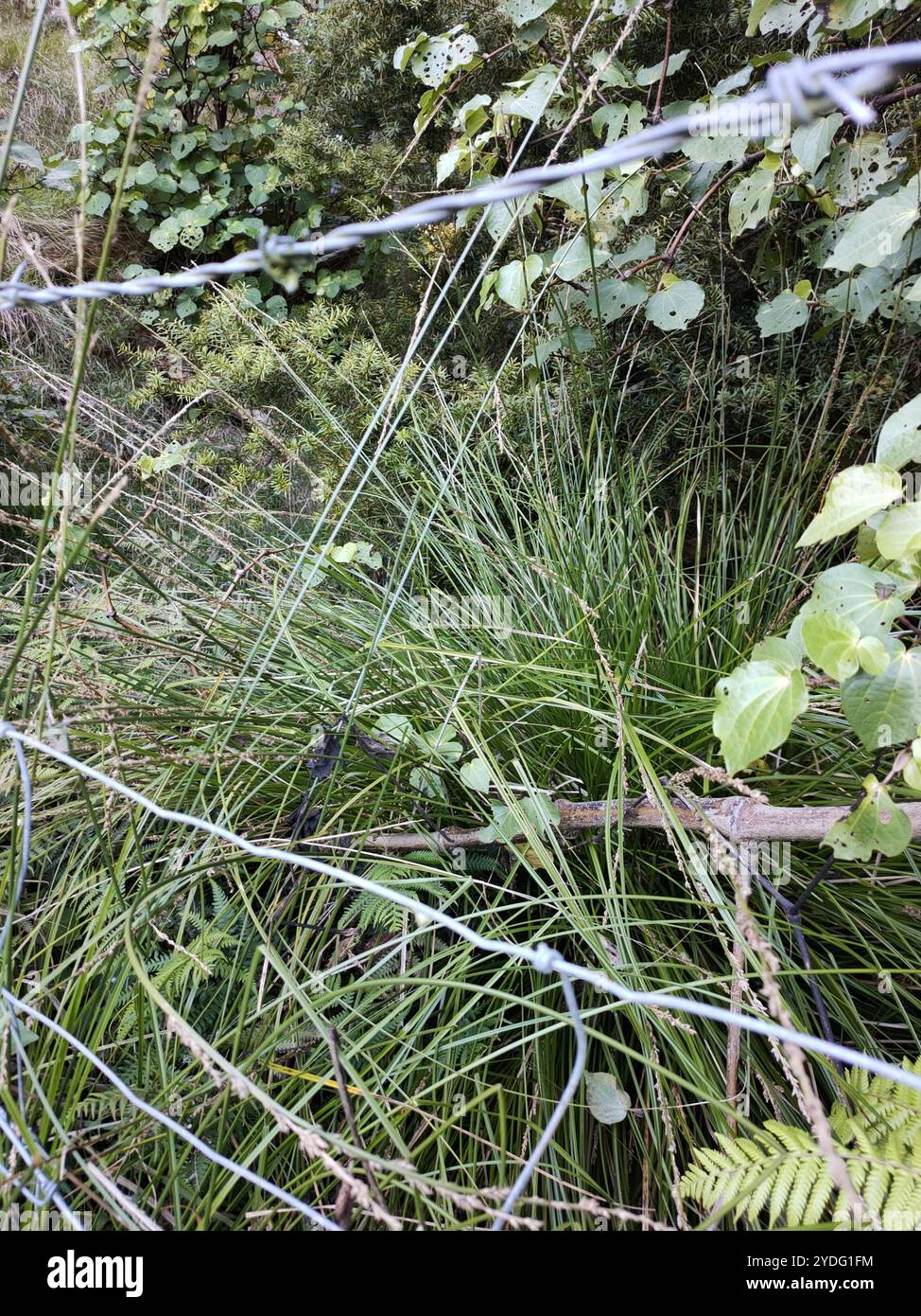 swamp sedge (Carex virgata Stock Photo - Alamy