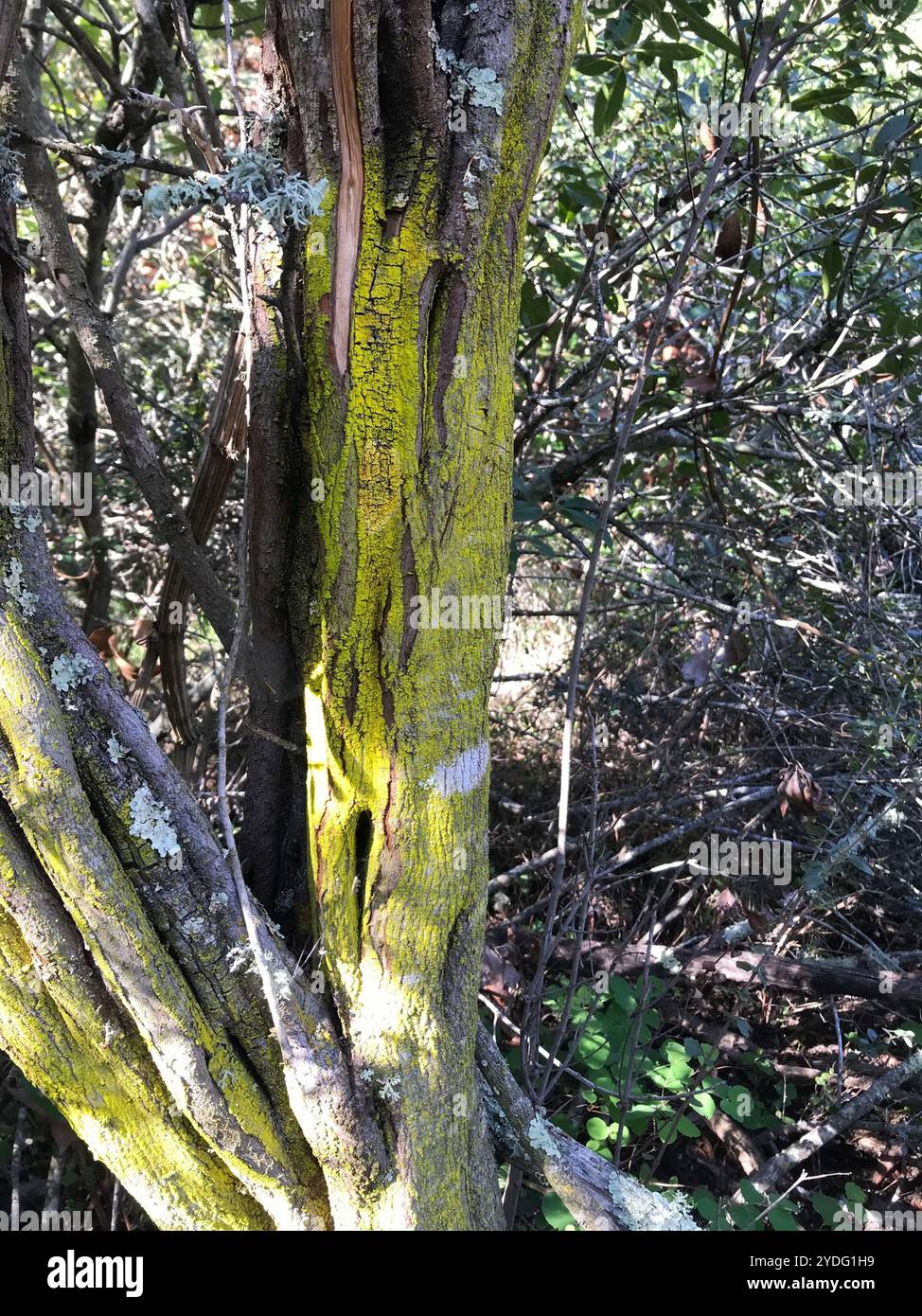 gold dust lichen (Chrysothrix candelaris Stock Photo - Alamy