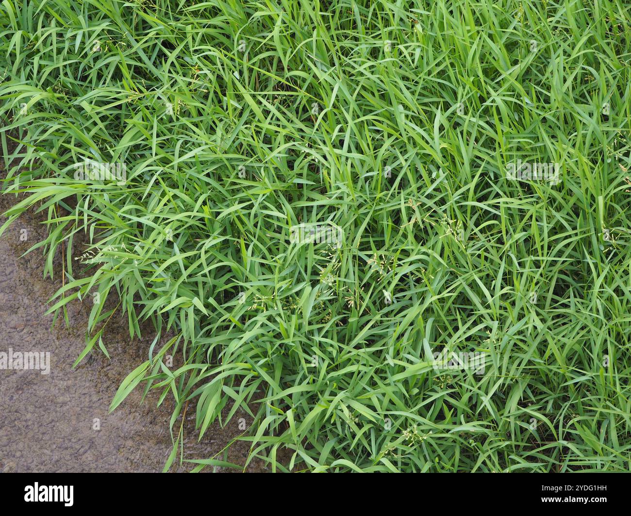 Native rice grass (Leersia hexandra Stock Photo - Alamy