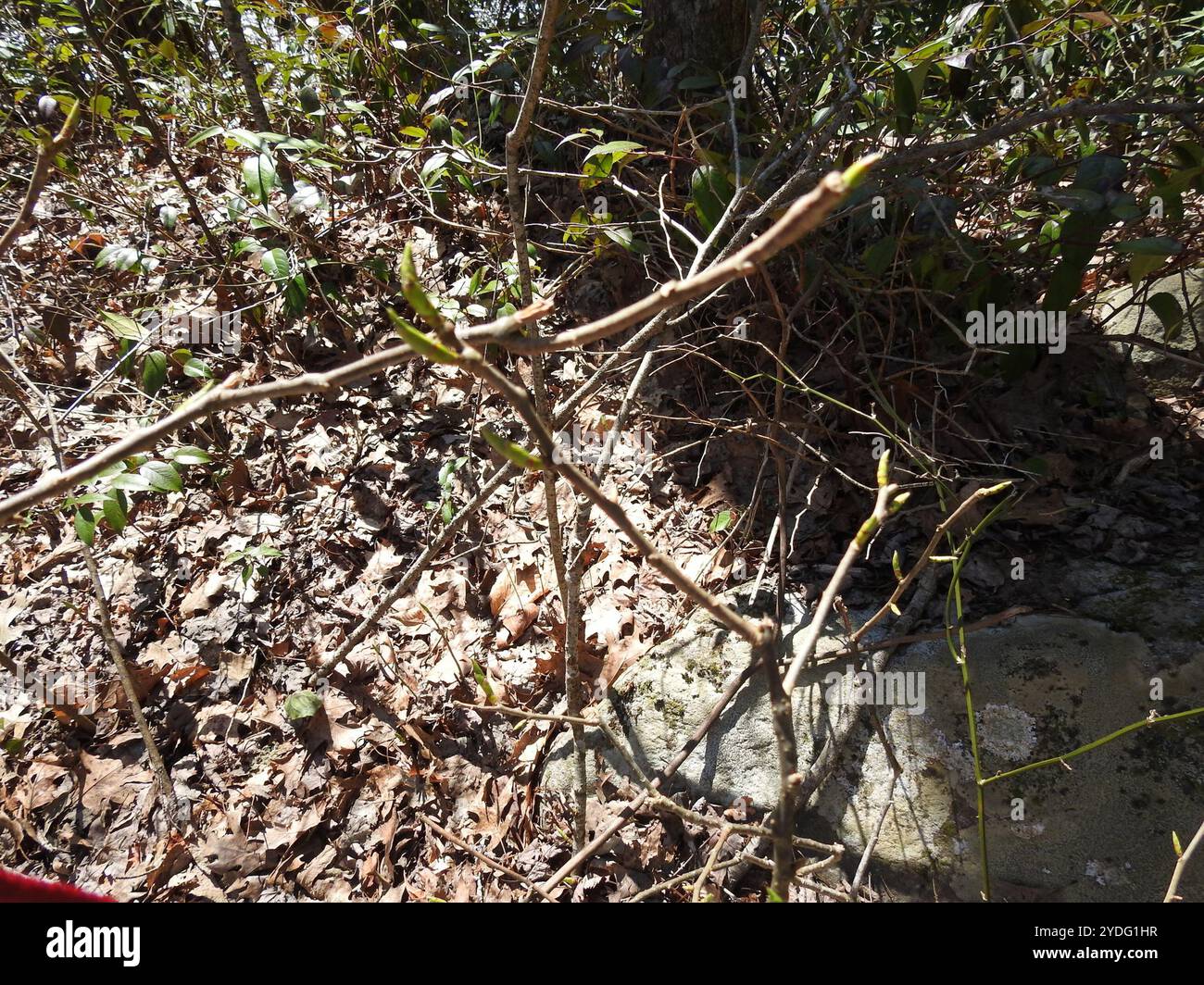 Buffalo-nut (Pyrularia pubera Stock Photo - Alamy