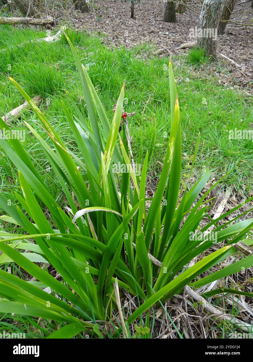 Stinking iris (Iris foetidissima Stock Photo - Alamy