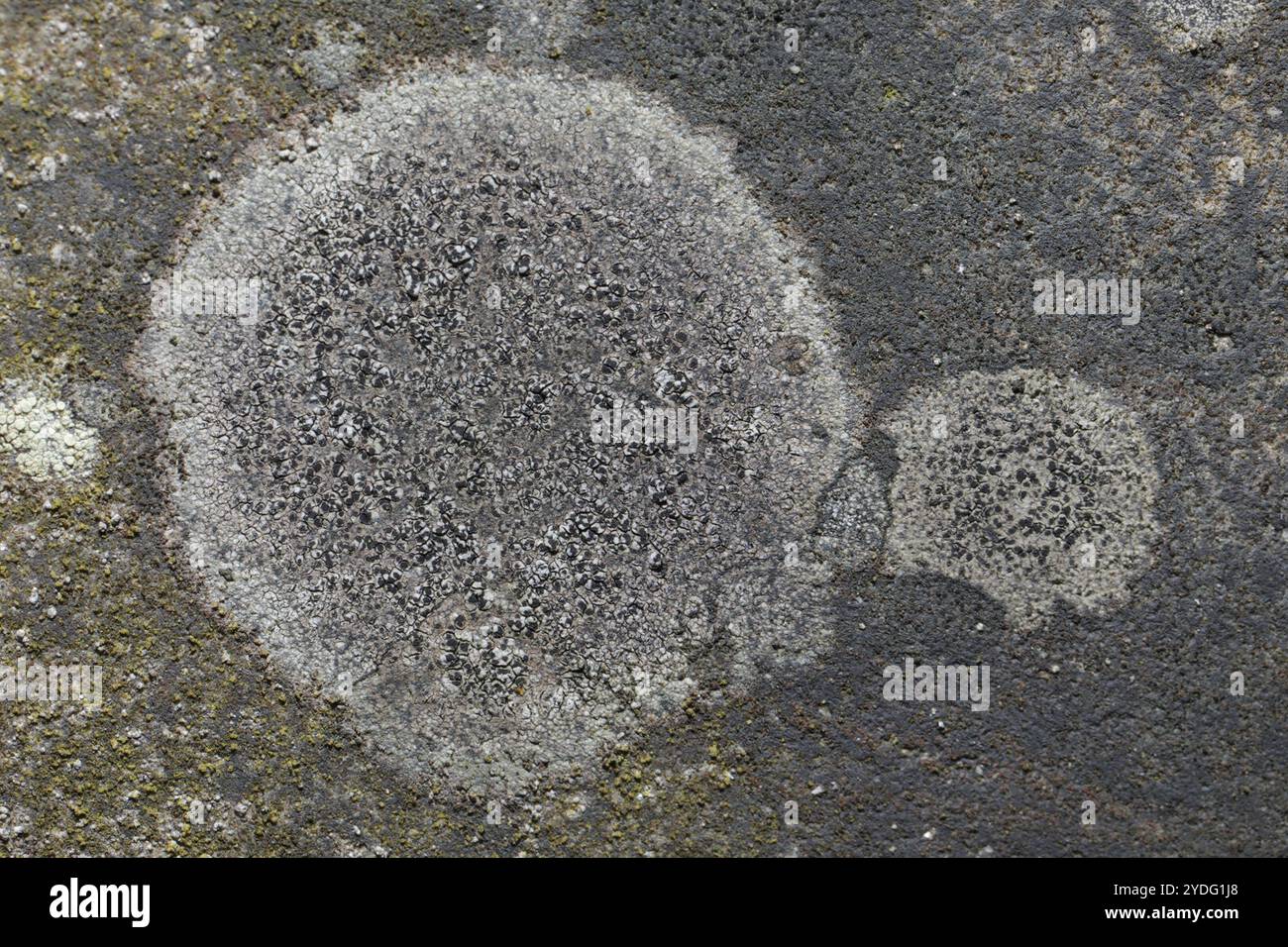 Tile Lichens (Lecidea Stock Photo - Alamy