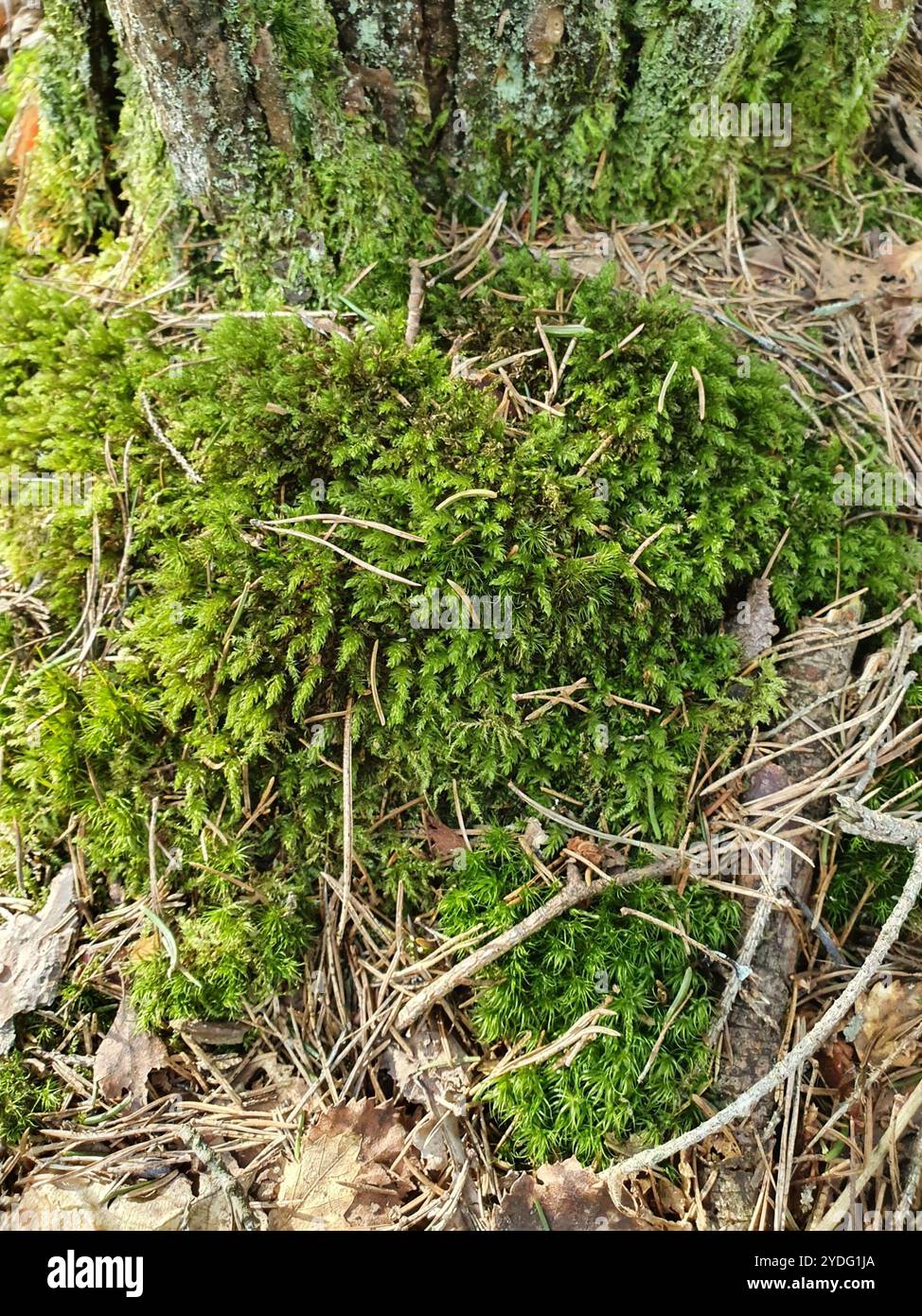 Horn Calcareous Moss (Mnium hornum Stock Photo - Alamy