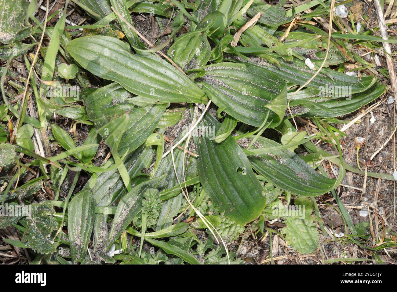 ribwort plantain (Plantago lanceolata Stock Photo - Alamy
