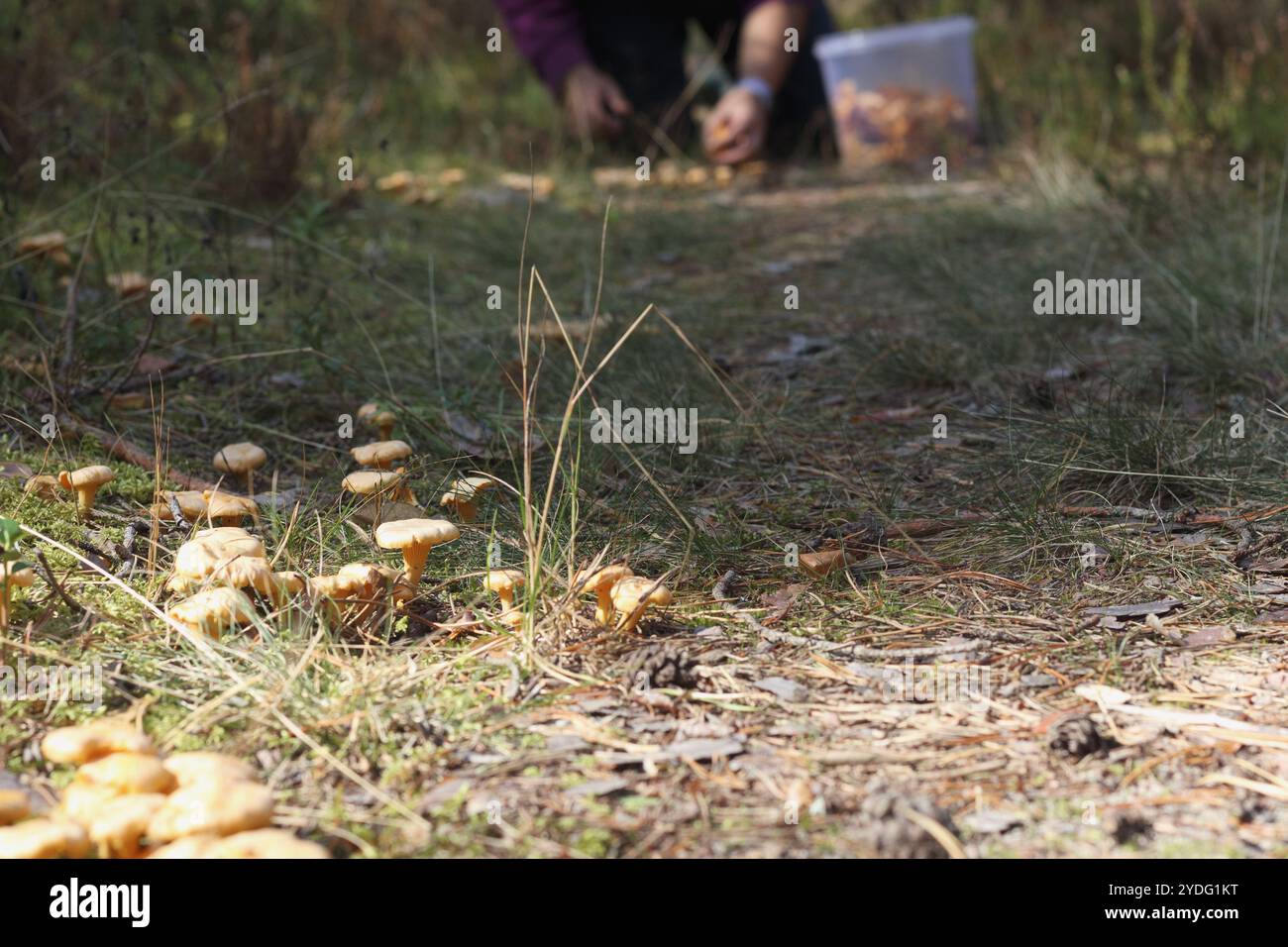 Mushrooms grow in autumn foliage hi-res stock photography and images ...