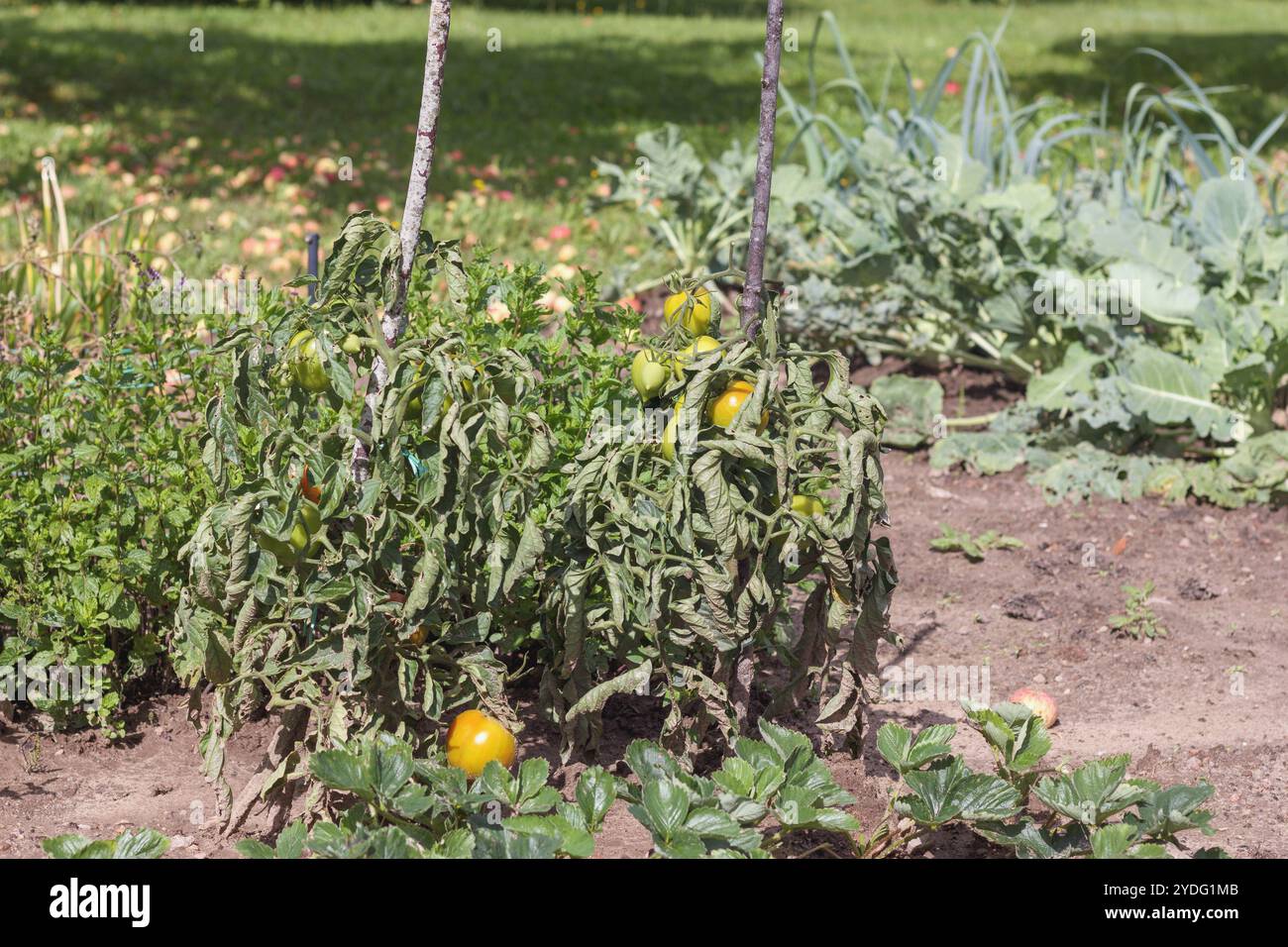 tomato plants growing outside in the backyard garden Stock Photo - Alamy