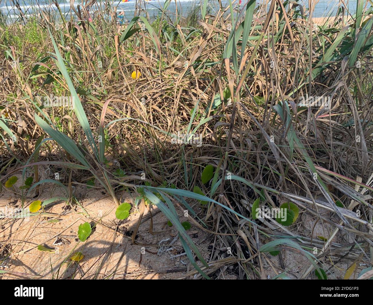 Bitter panicgrass hi-res stock photography and images - Alamy