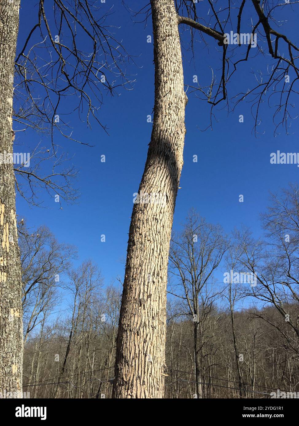 Emerald Ash Borer (Agrilus planipennis Stock Photo - Alamy