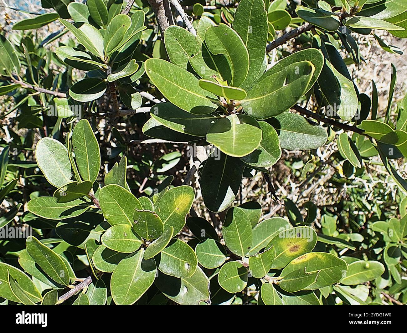 white milkwood (Sideroxylon inerme Stock Photo - Alamy