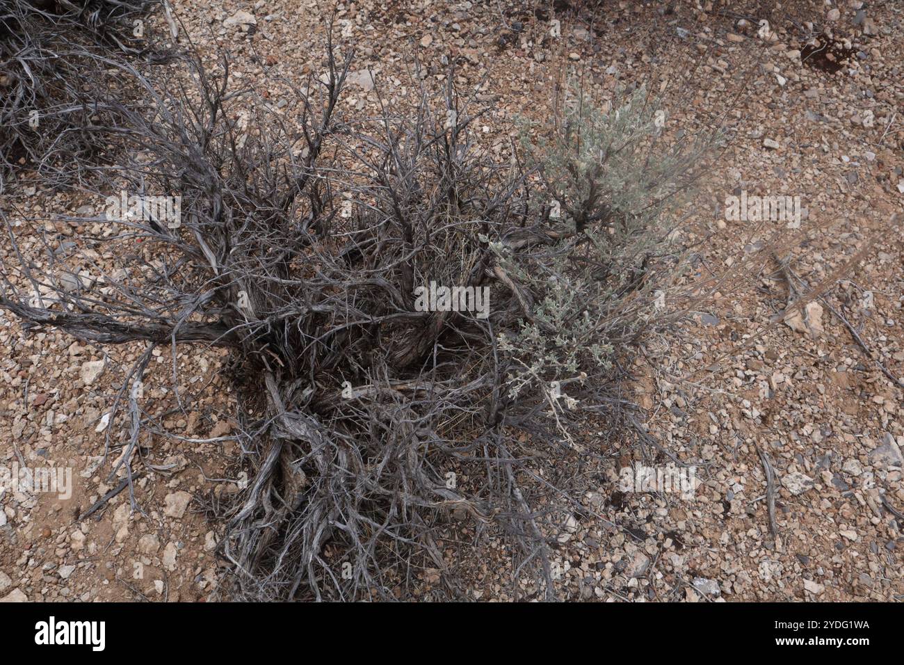 Big Sagebrush (Artemisia tridentata Stock Photo - Alamy