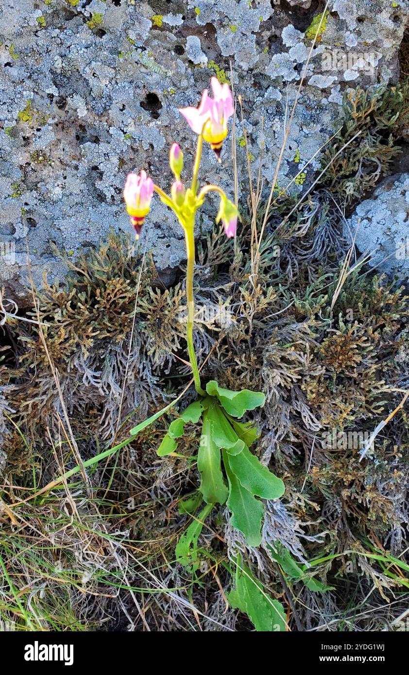 Padre's Shooting Star (Primula clevelandii Stock Photo - Alamy