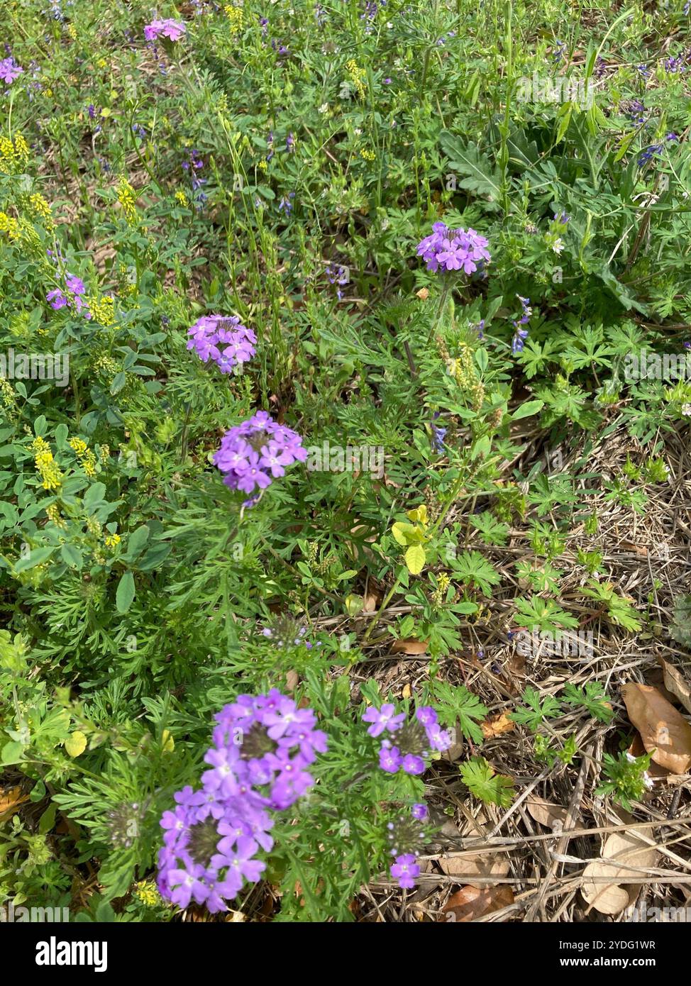 Dakota mock vervain (Glandularia bipinnatifida Stock Photo - Alamy