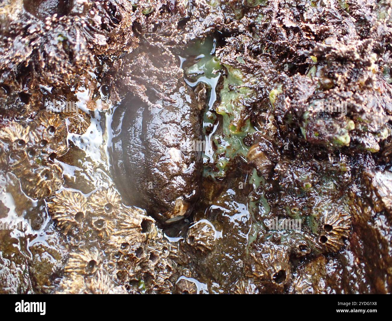 Black Leather Chiton (Katharina tunicata Stock Photo - Alamy