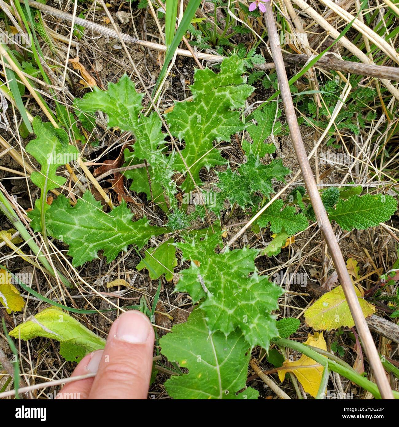 Italian thistle (Carduus pycnocephalus Stock Photo - Alamy