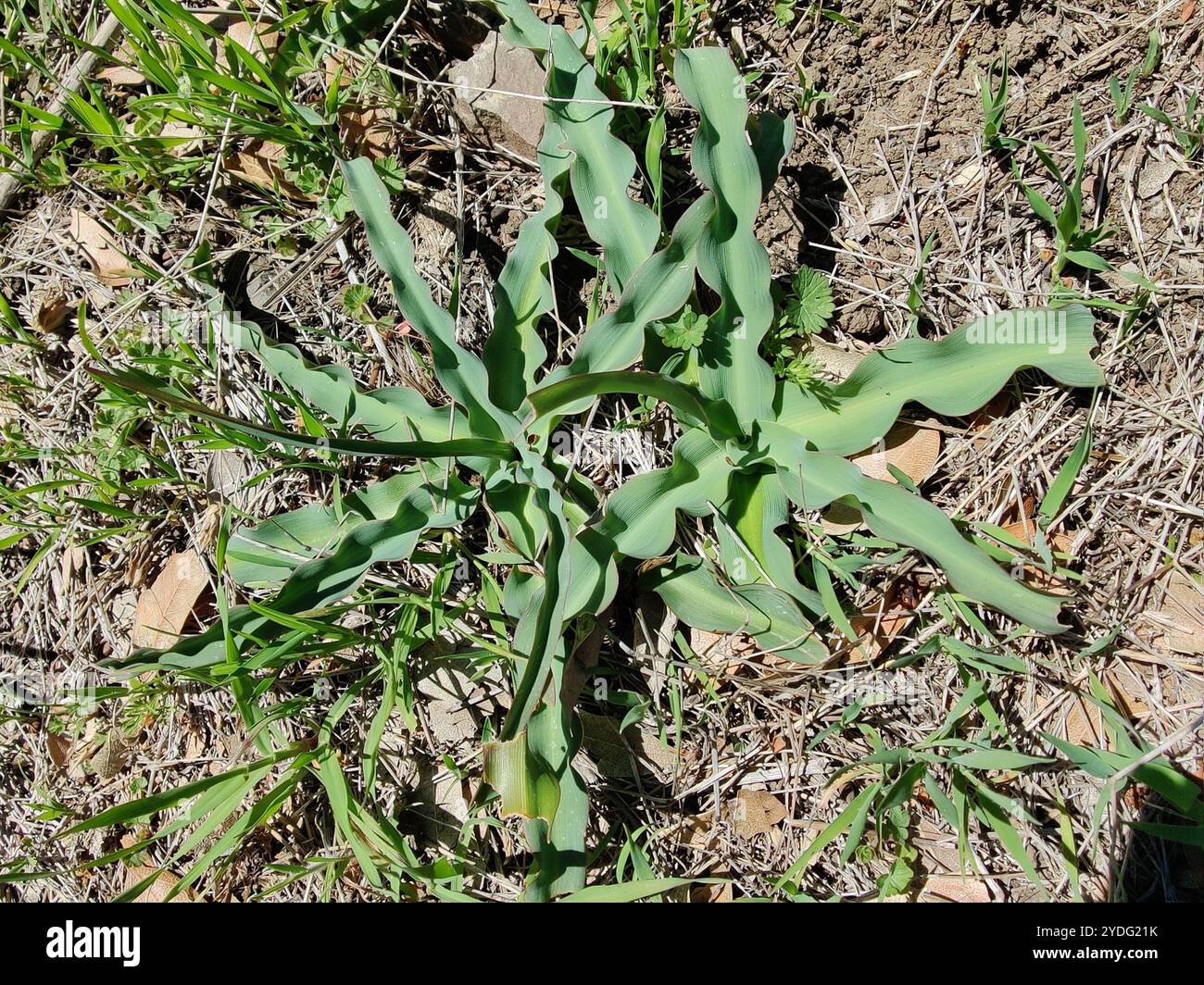 wavy-leafed soap plant (Chlorogalum pomeridianum Stock Photo - Alamy