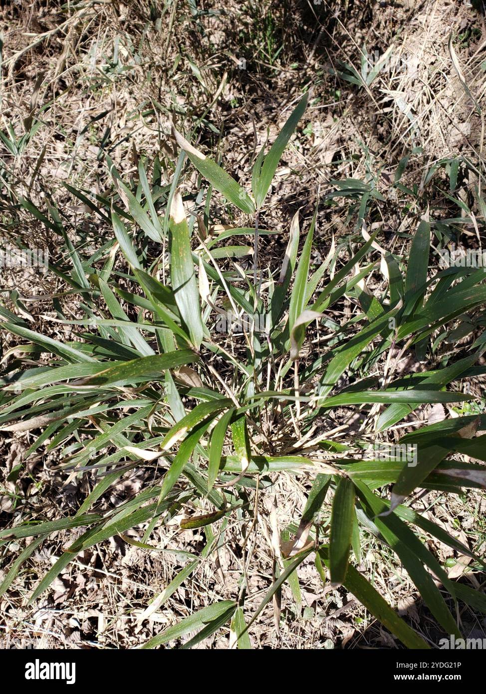 river cane (Arundinaria gigantea Stock Photo - Alamy