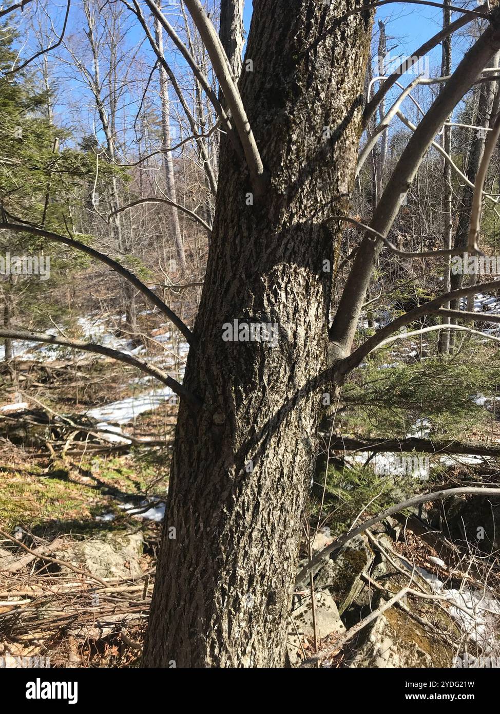 bitternut hickory (Carya cordiformis Stock Photo - Alamy