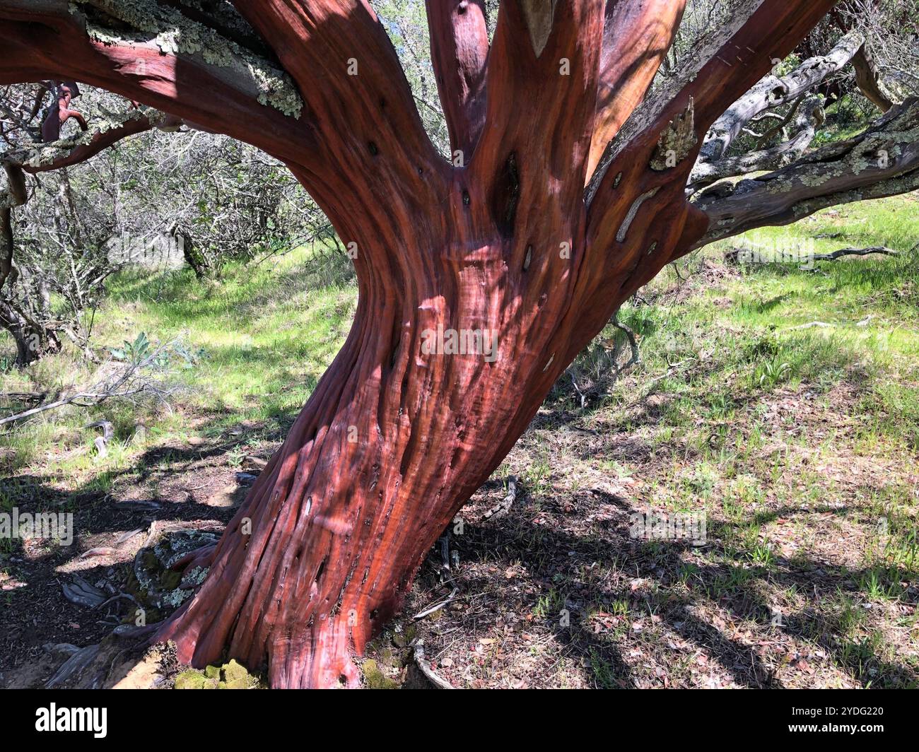 Common Manzanita (Arctostaphylos manzanita Stock Photo - Alamy