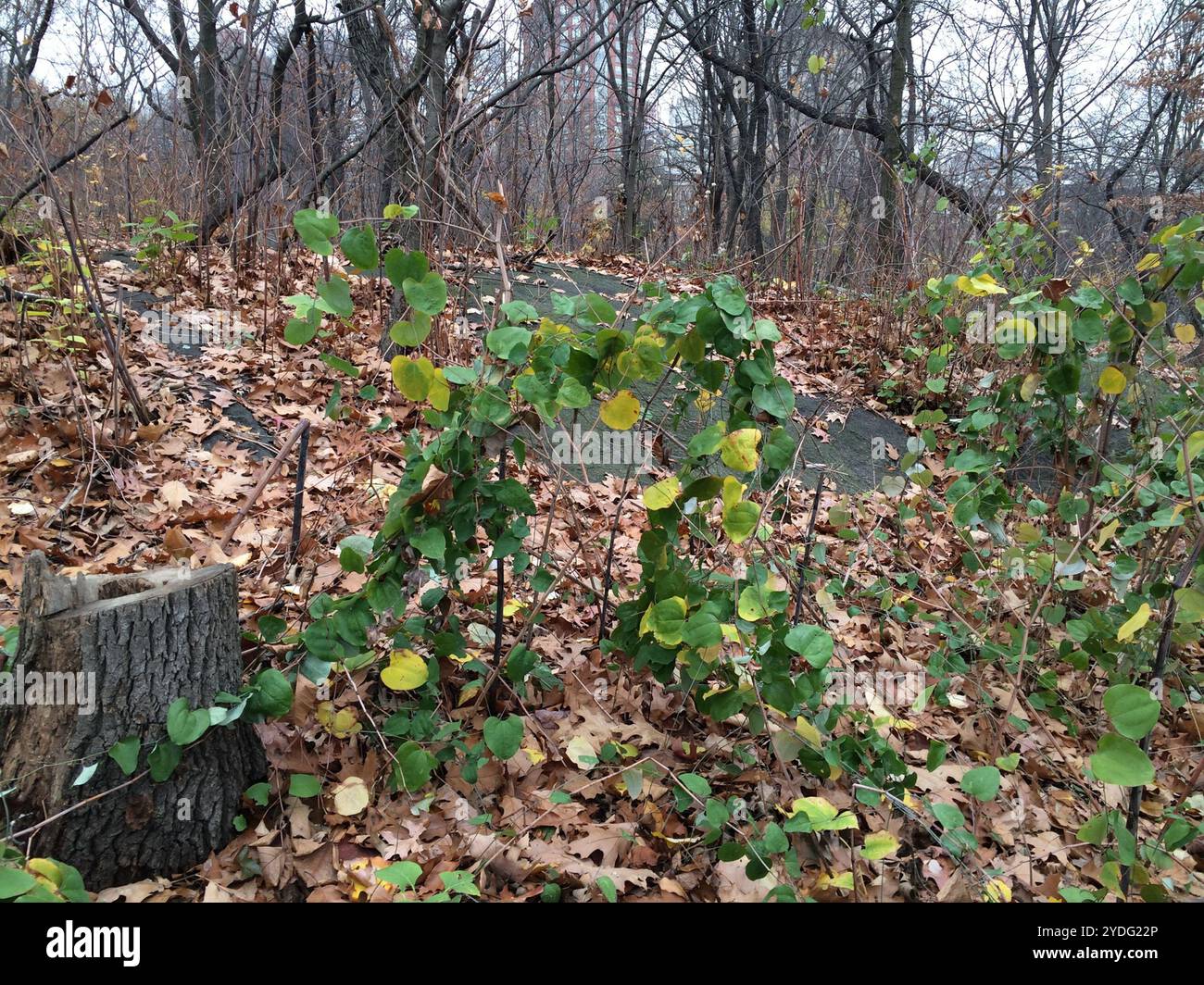 sawbrier (Smilax glauca Stock Photo - Alamy