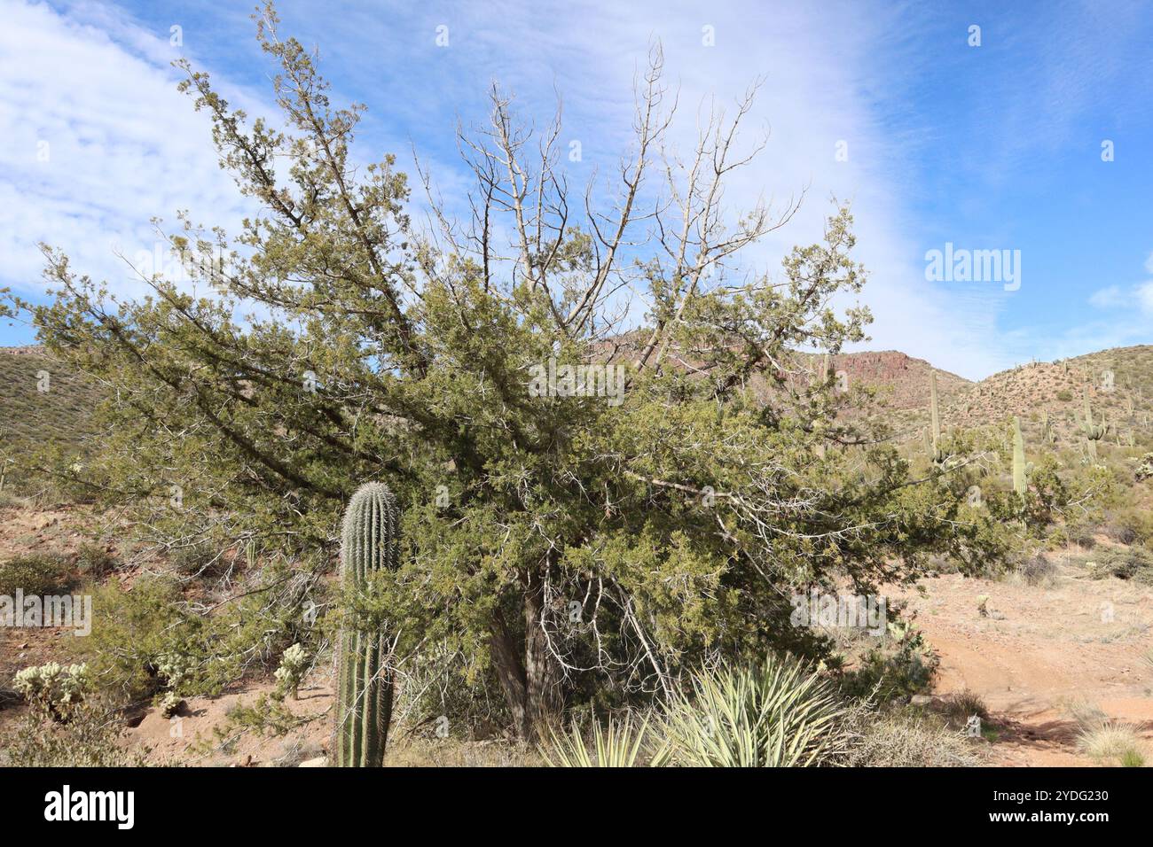 redberry juniper (Juniperus arizonica Stock Photo - Alamy