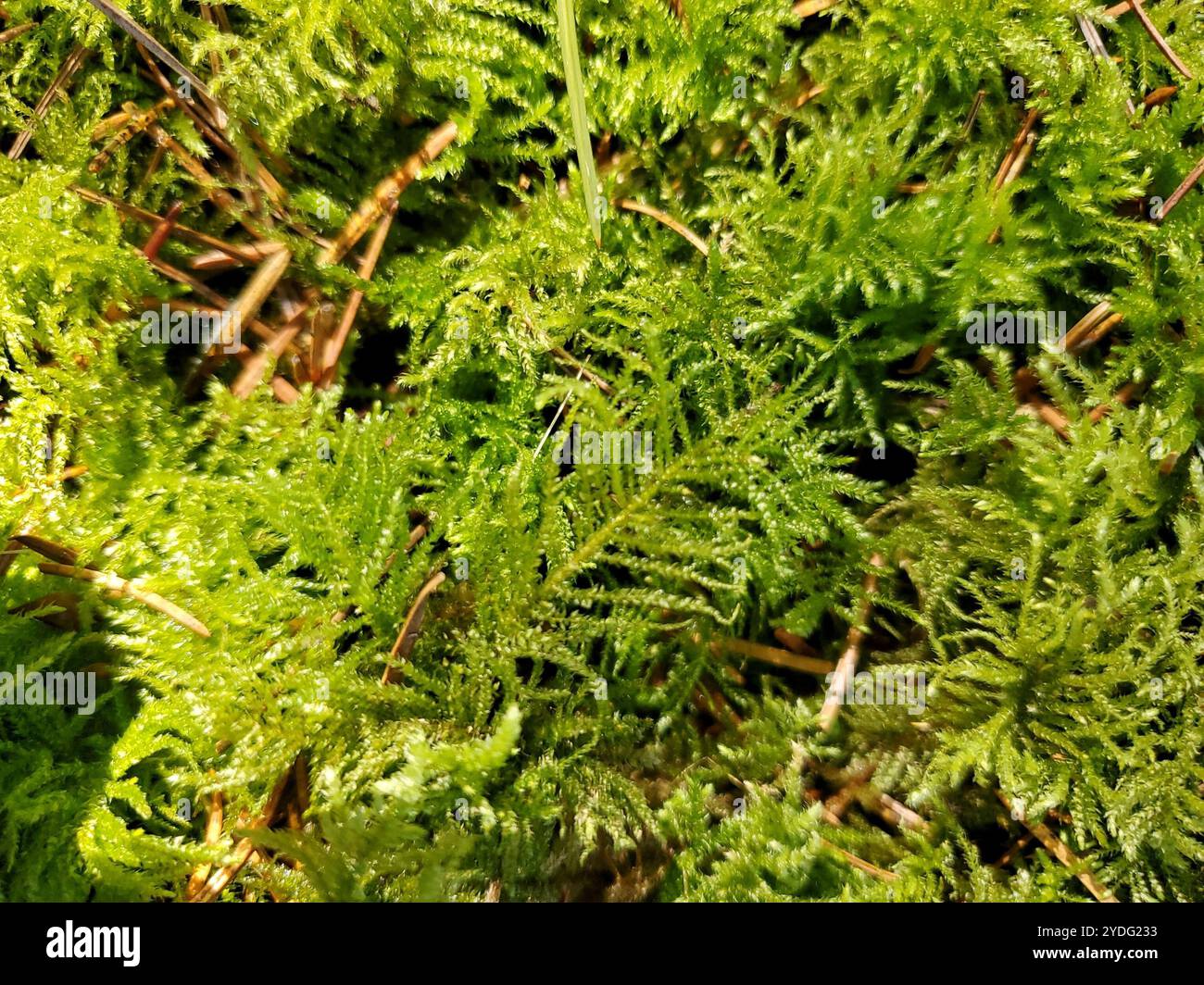 Oregon Beaked Moss (Kindbergia oregana Stock Photo - Alamy
