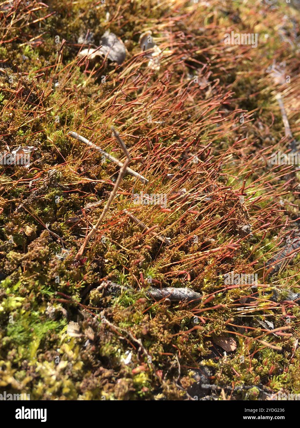lesser smoothcap (Atrichum angustatum Stock Photo - Alamy