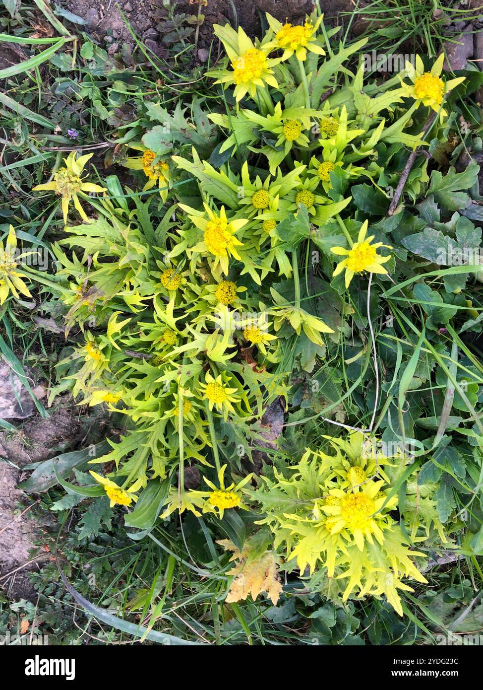 Sanicula arctopoides hi-res stock photography and images - Alamy