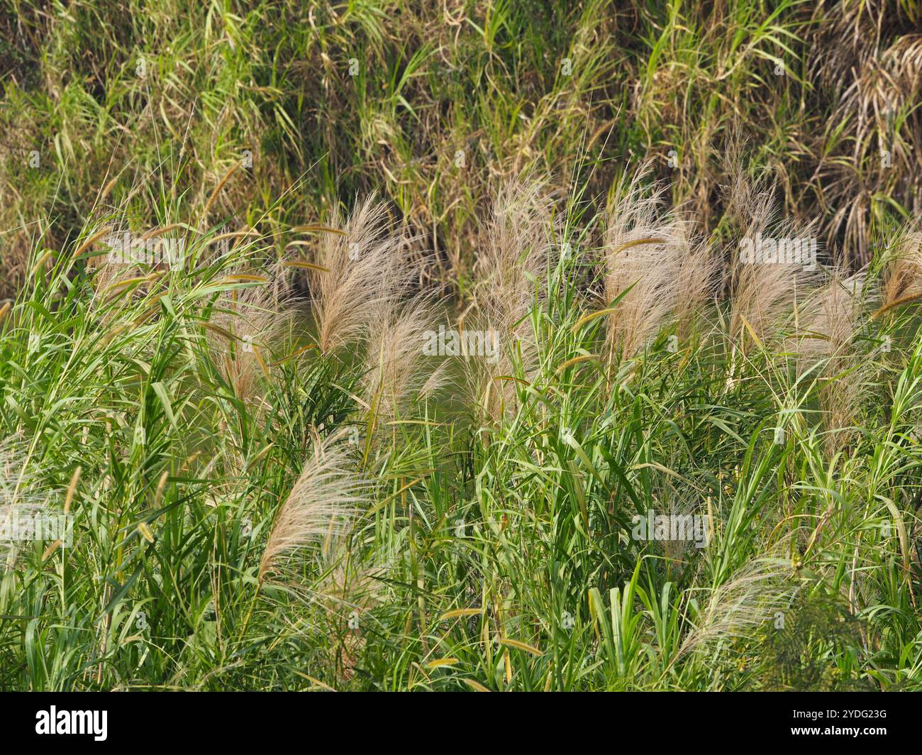 Tall Reed (Phragmites karka Stock Photo - Alamy