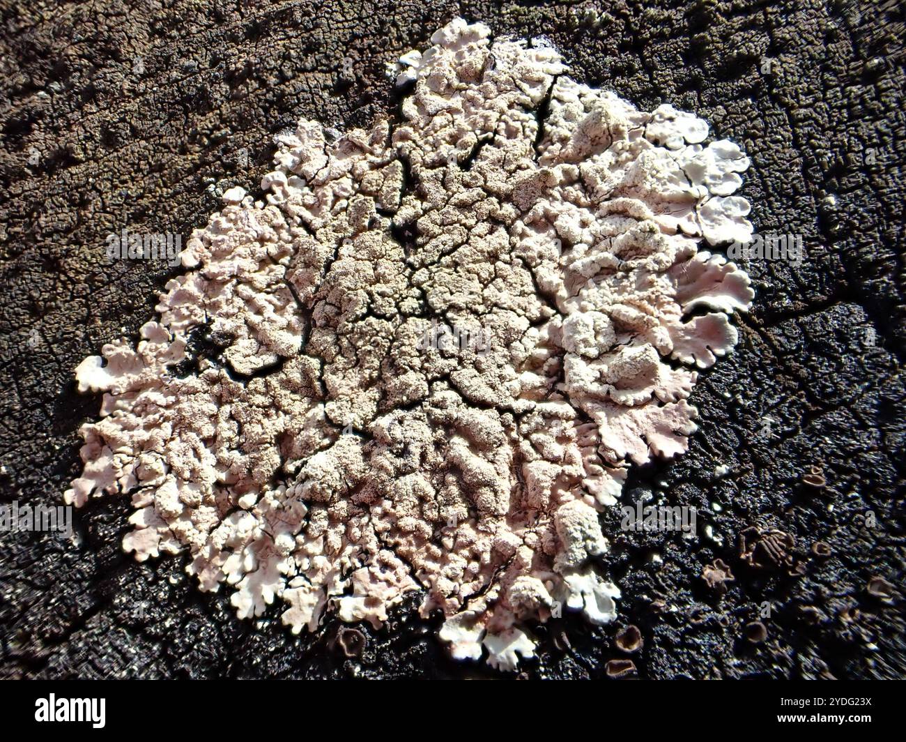 common lichens (Lecanoromycetes Stock Photo - Alamy