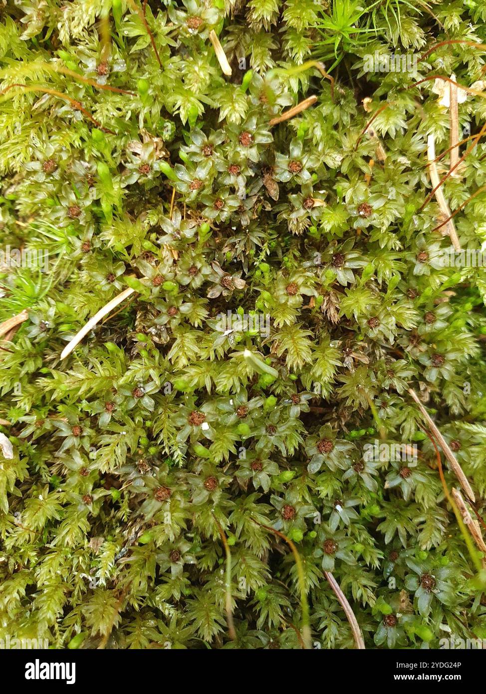 Horn Calcareous Moss (Mnium hornum Stock Photo - Alamy