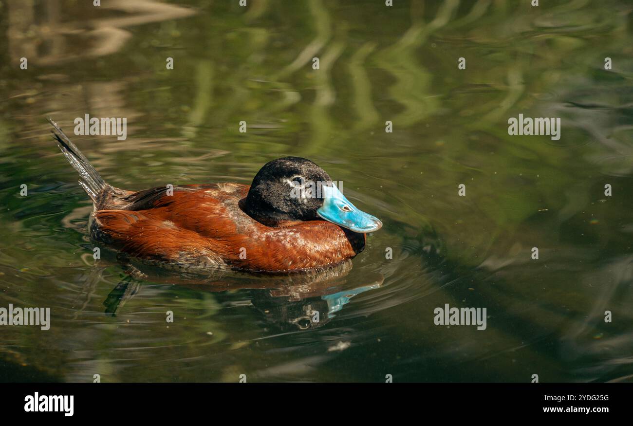 Aerial view lake birds animals hi-res stock photography and images - Alamy