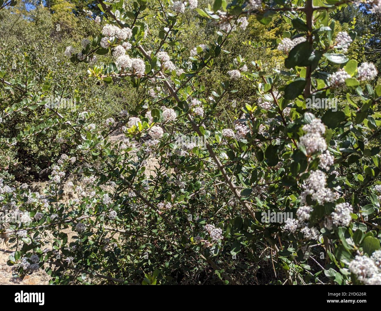 Buckbrush (Ceanothus cuneatus Stock Photo - Alamy