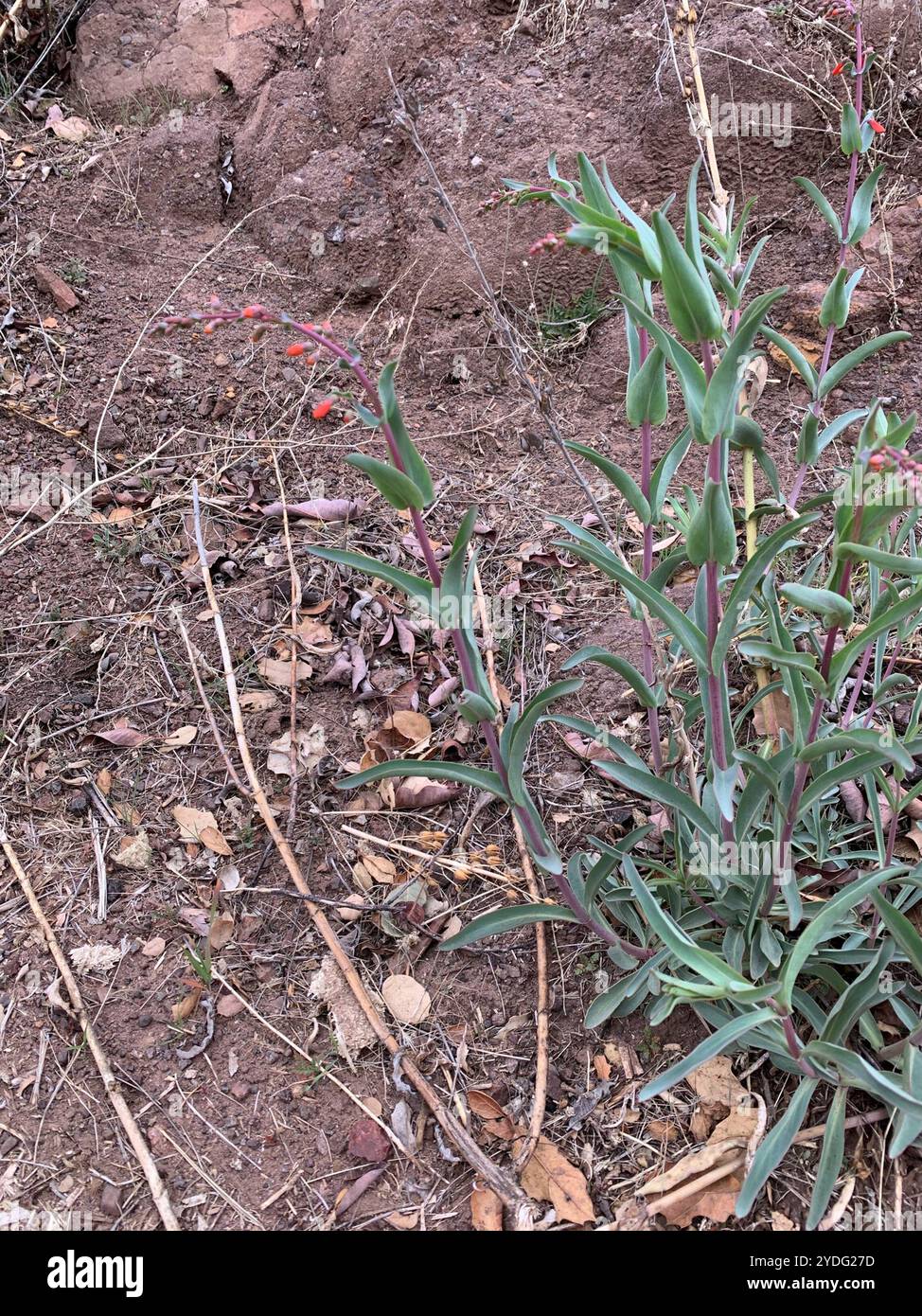 scarlet bugler (Penstemon centranthifolius Stock Photo - Alamy