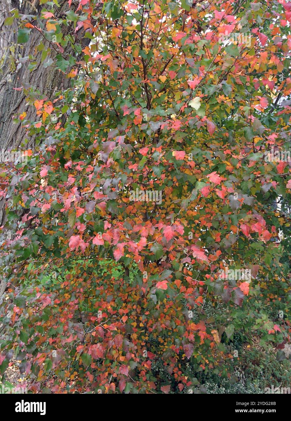 Washington hawthorn hi-res stock photography and images - Alamy