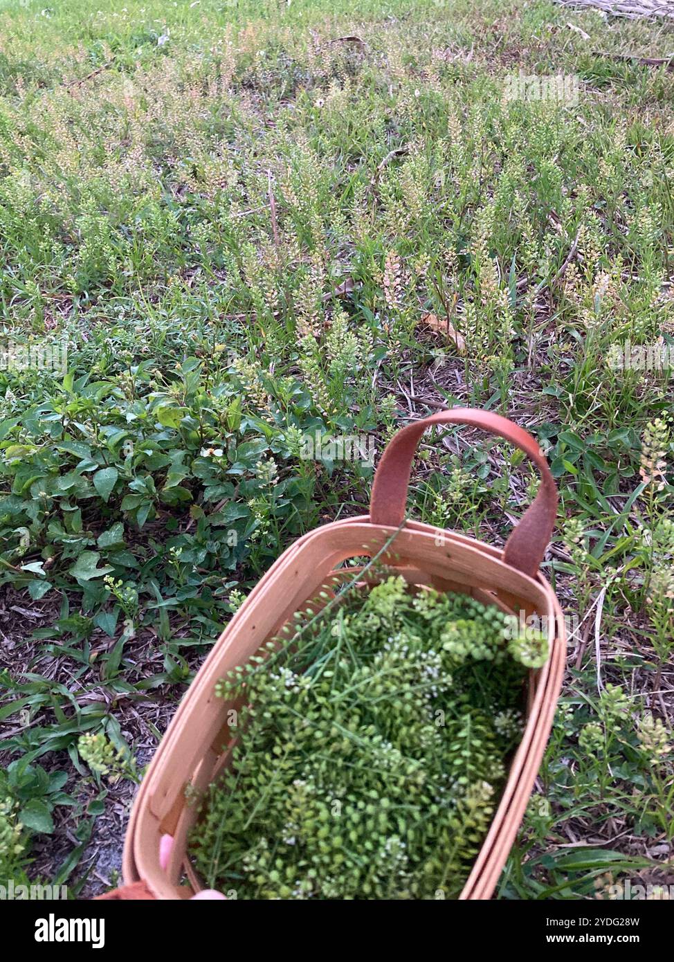 Virginia pepperweed (Lepidium virginicum Stock Photo - Alamy