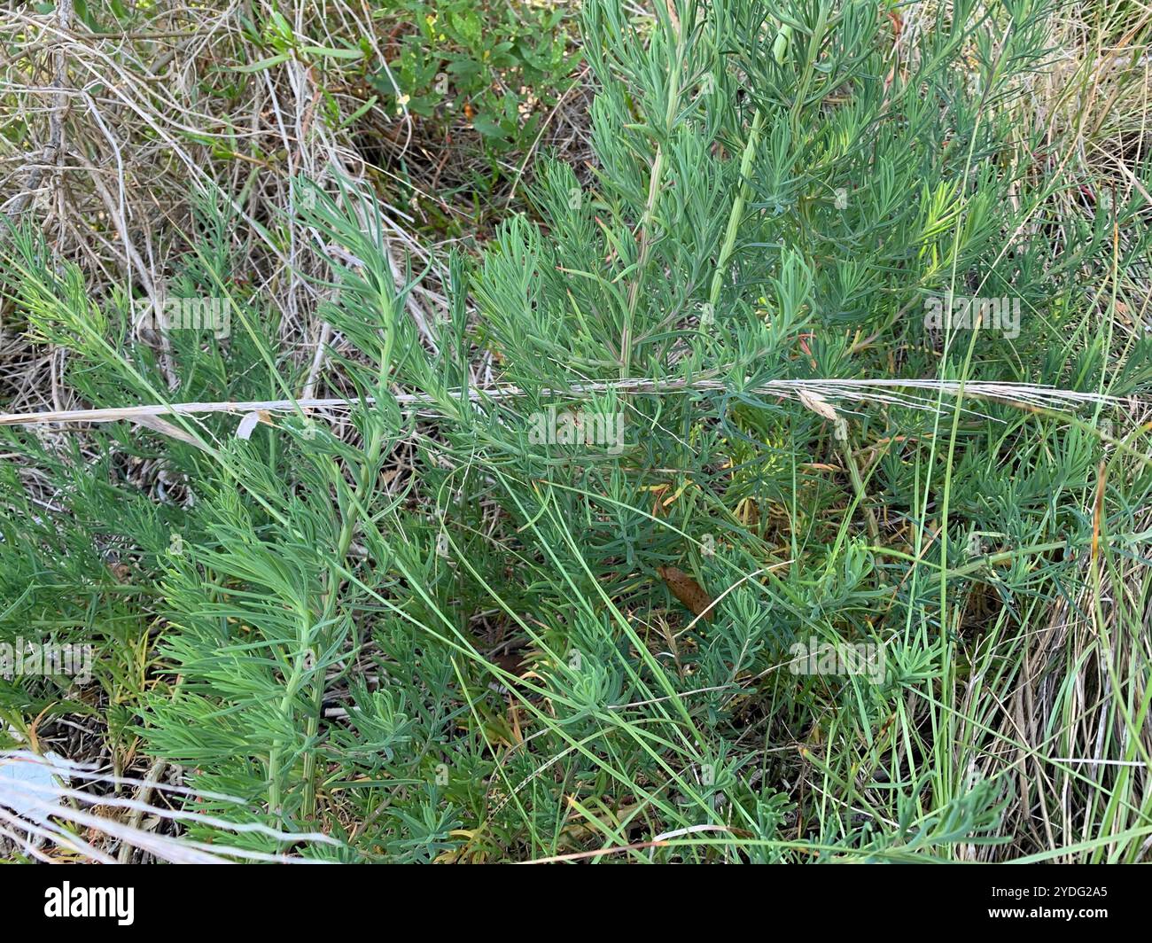 Annual Seepweed (Suaeda linearis Stock Photo - Alamy