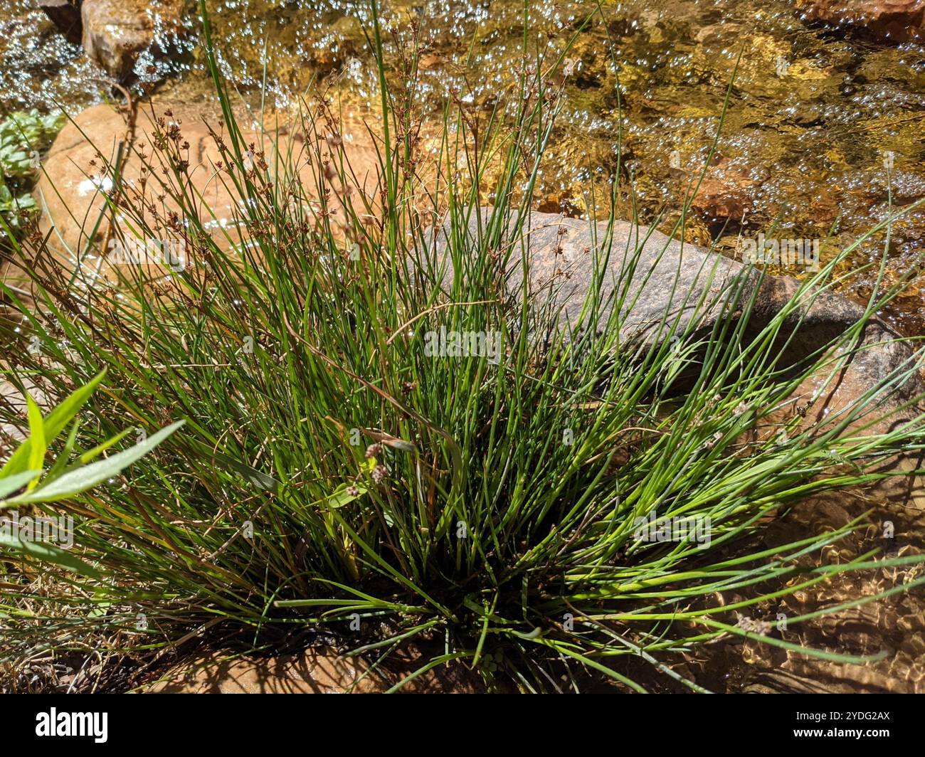 Jointed rush (Juncus articulatus Stock Photo - Alamy