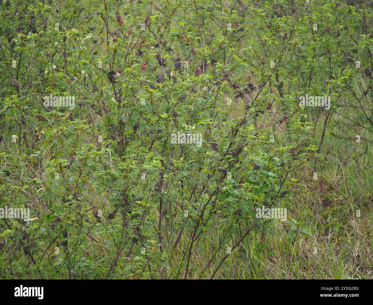 Shrubby Indigo (Indigofera suffruticosa Stock Photo - Alamy