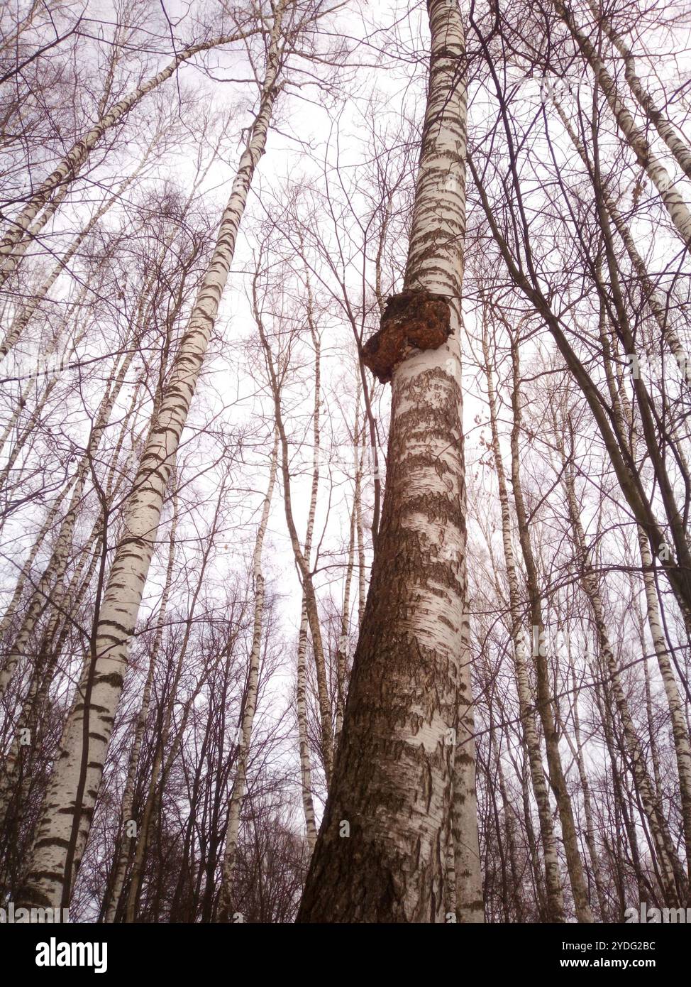 bacterial crown gall (Agrobacterium radiobacter Stock Photo - Alamy