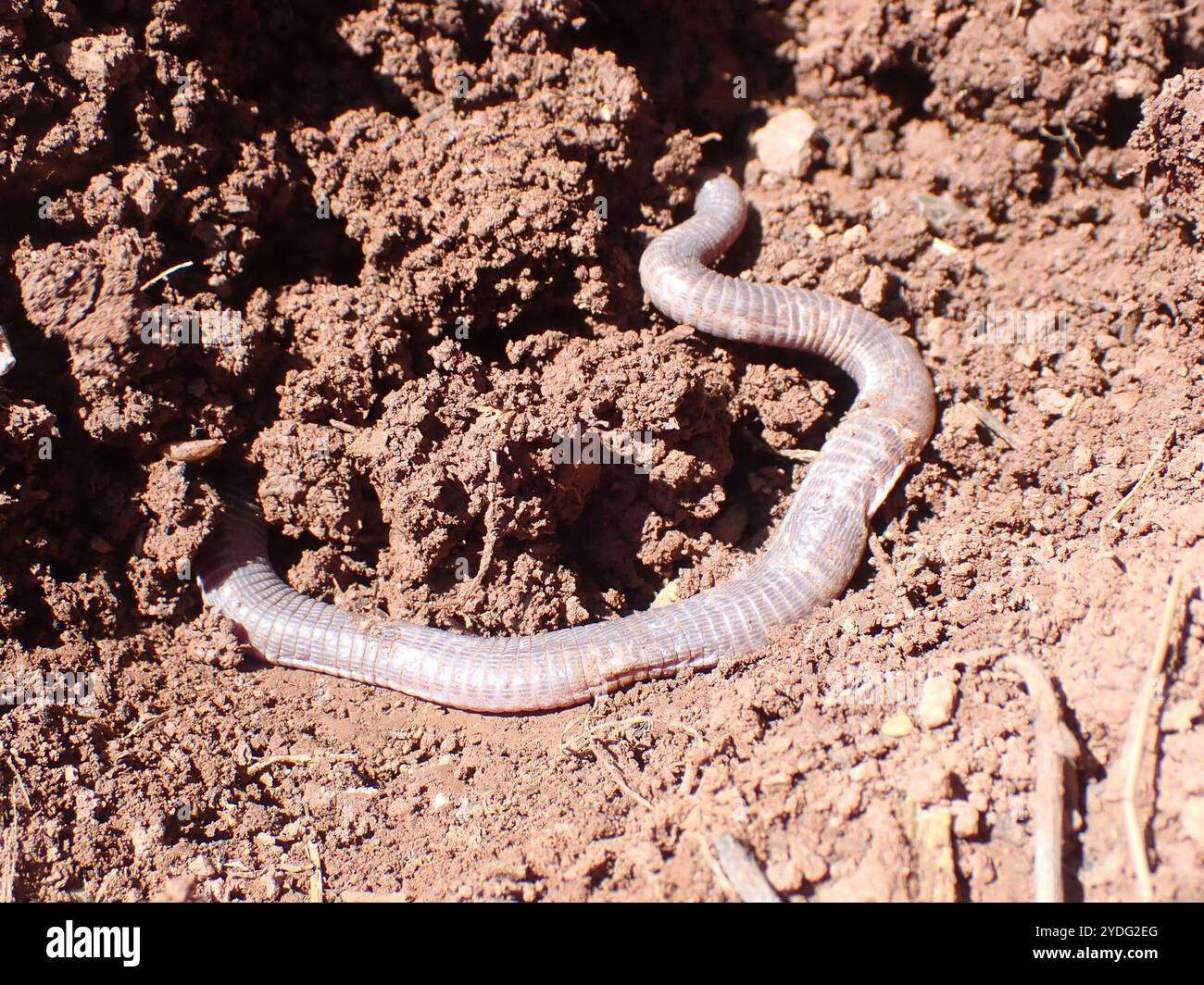 Anatolian Worm Lizard (Blanus strauchi strauchi Stock Photo - Alamy
