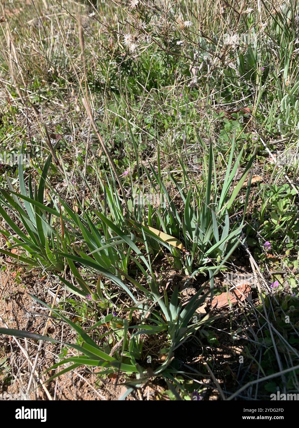 irisleaf rush (Juncus xiphioides Stock Photo - Alamy