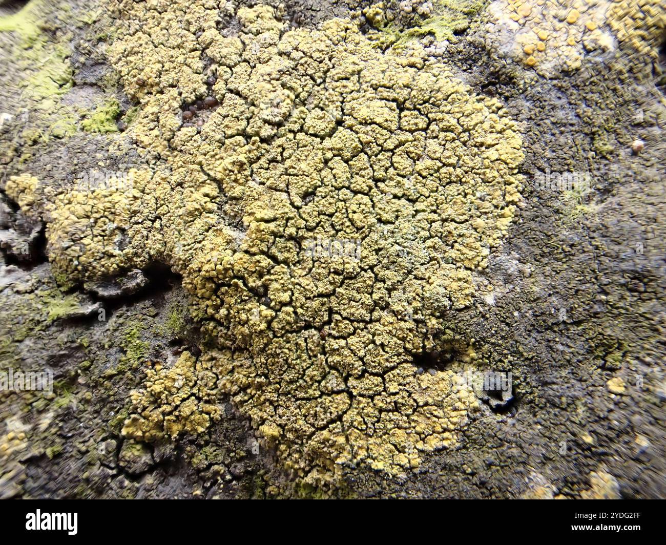 common lichens (Lecanoromycetes Stock Photo - Alamy