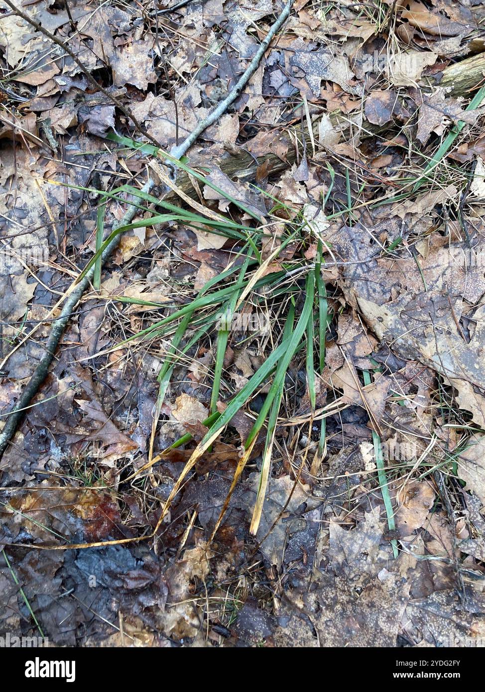 White-grained Mountain-ricegrass (Oryzopsis asperifolia Stock Photo - Alamy